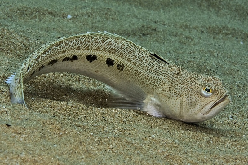 Découvrir les poissons de la Mer Méditerranée : Espèces à observer ...