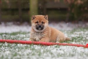 Shiba Inu nain (Mini/Mame) : Informations essentielles - Animal Libération